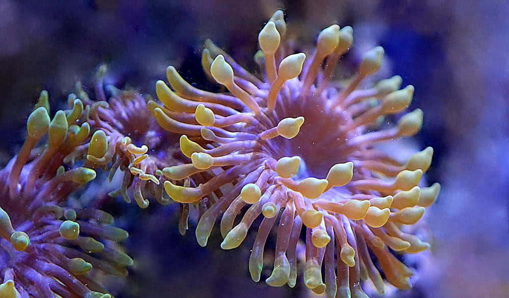 What is Marine Biology? - College Guide
